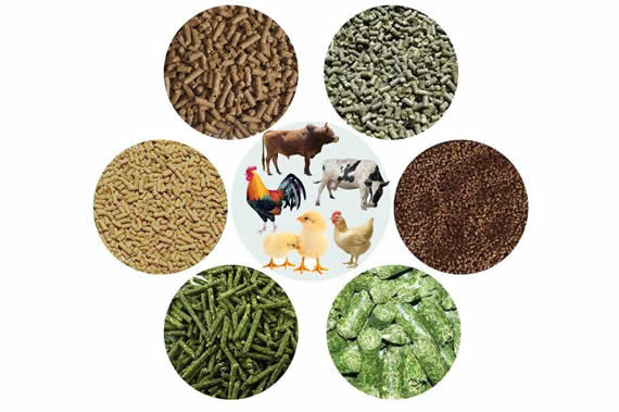 Intergrated Agro Allied Poultry Services Ltd.